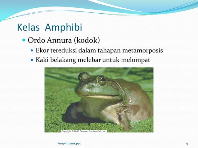 Amphibi | PDF