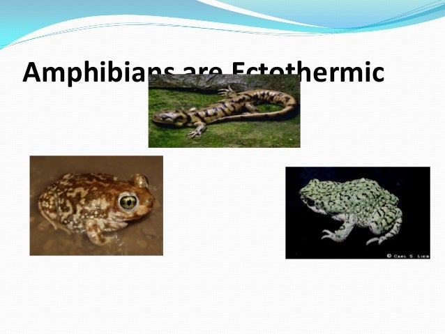 Amphibi