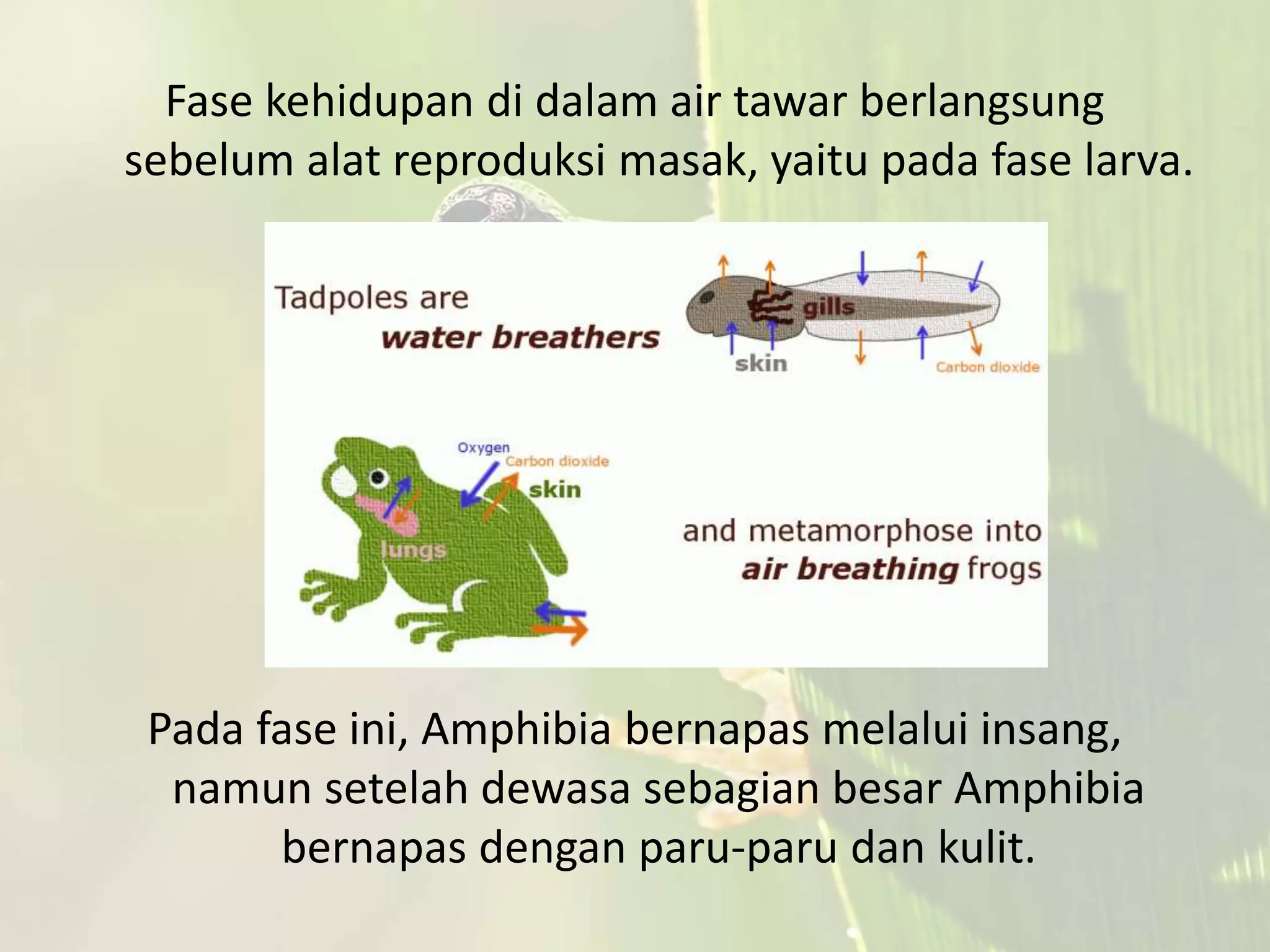 MATERI KELAS X SMA : VERTEBRATA - AMPHIBIA | PPTX
