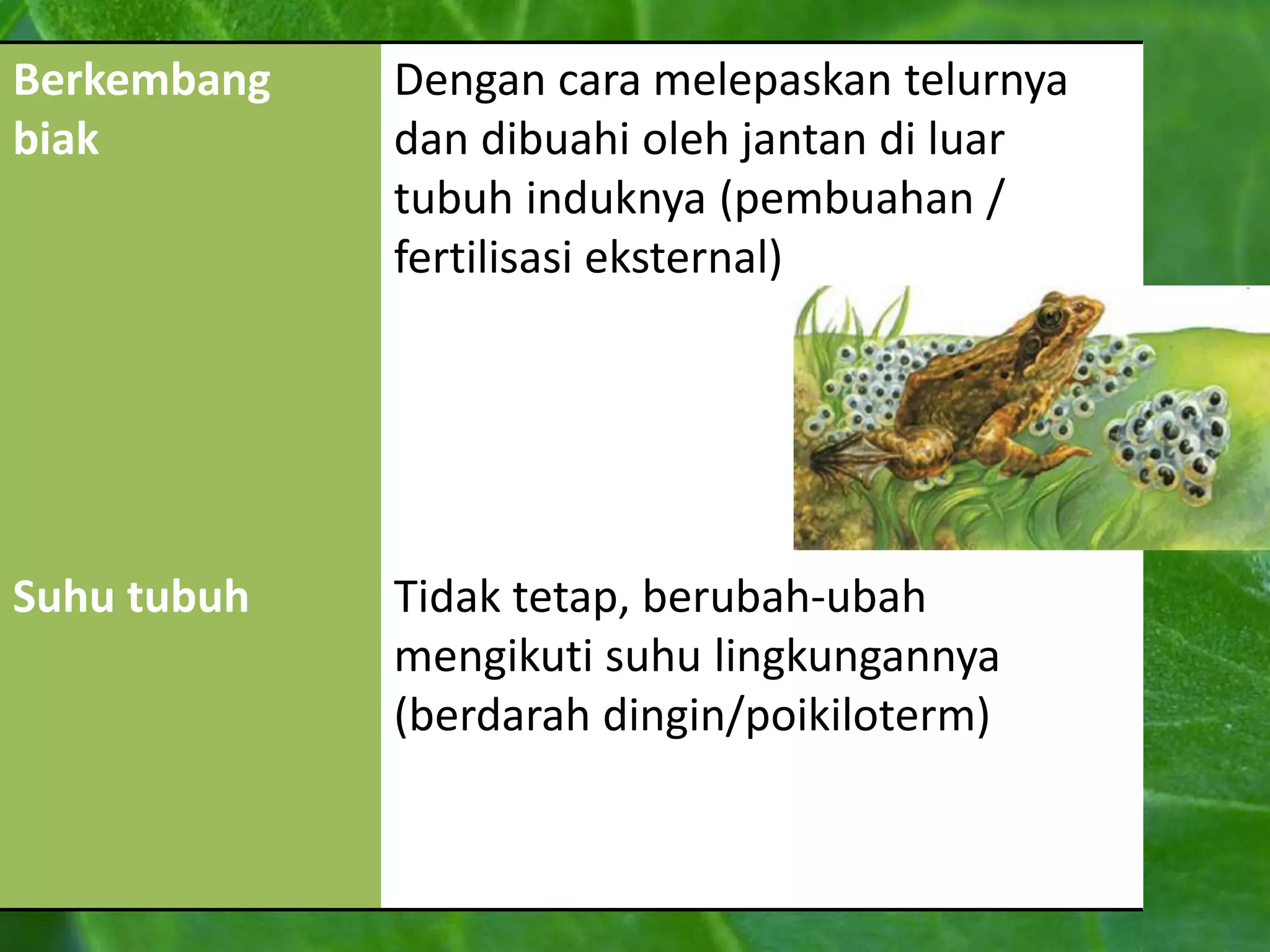 MATERI KELAS X SMA : VERTEBRATA - AMPHIBIA | PPTX