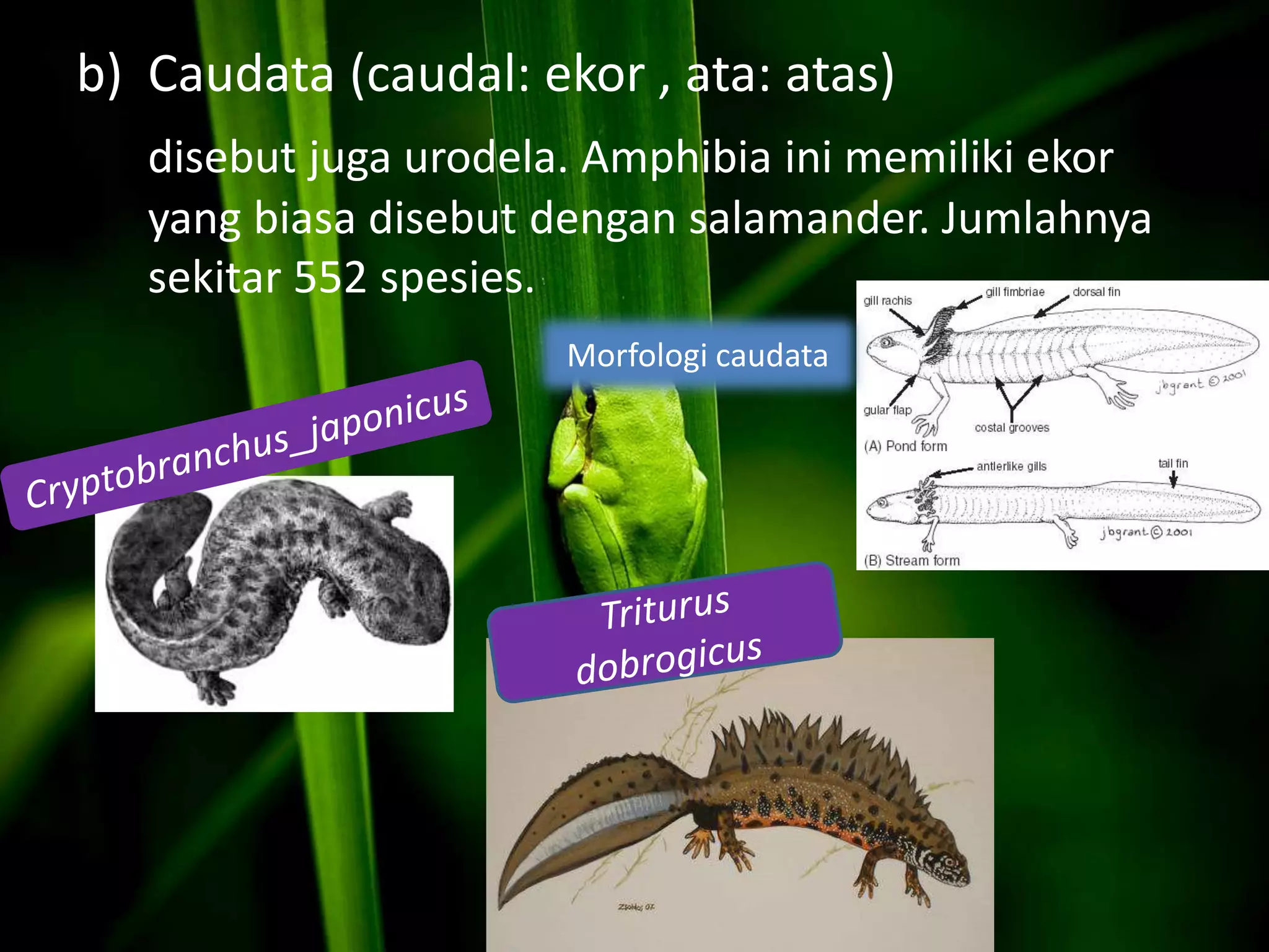 MATERI KELAS X SMA : VERTEBRATA - AMPHIBIA | PPTX