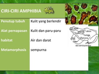 MATERI KELAS X SMA : VERTEBRATA - AMPHIBIA | PPTX