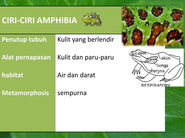 MATERI KELAS X SMA : VERTEBRATA - AMPHIBIA | PPTX