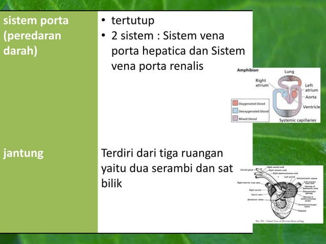 MATERI KELAS X SMA : VERTEBRATA - AMPHIBIA | PPTX