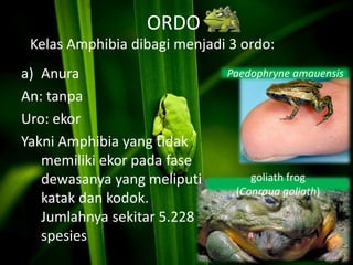 MATERI KELAS X SMA : VERTEBRATA - AMPHIBIA | PPTX