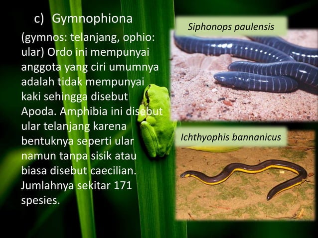 MATERI KELAS X SMA : VERTEBRATA - AMPHIBIA | PPTX
