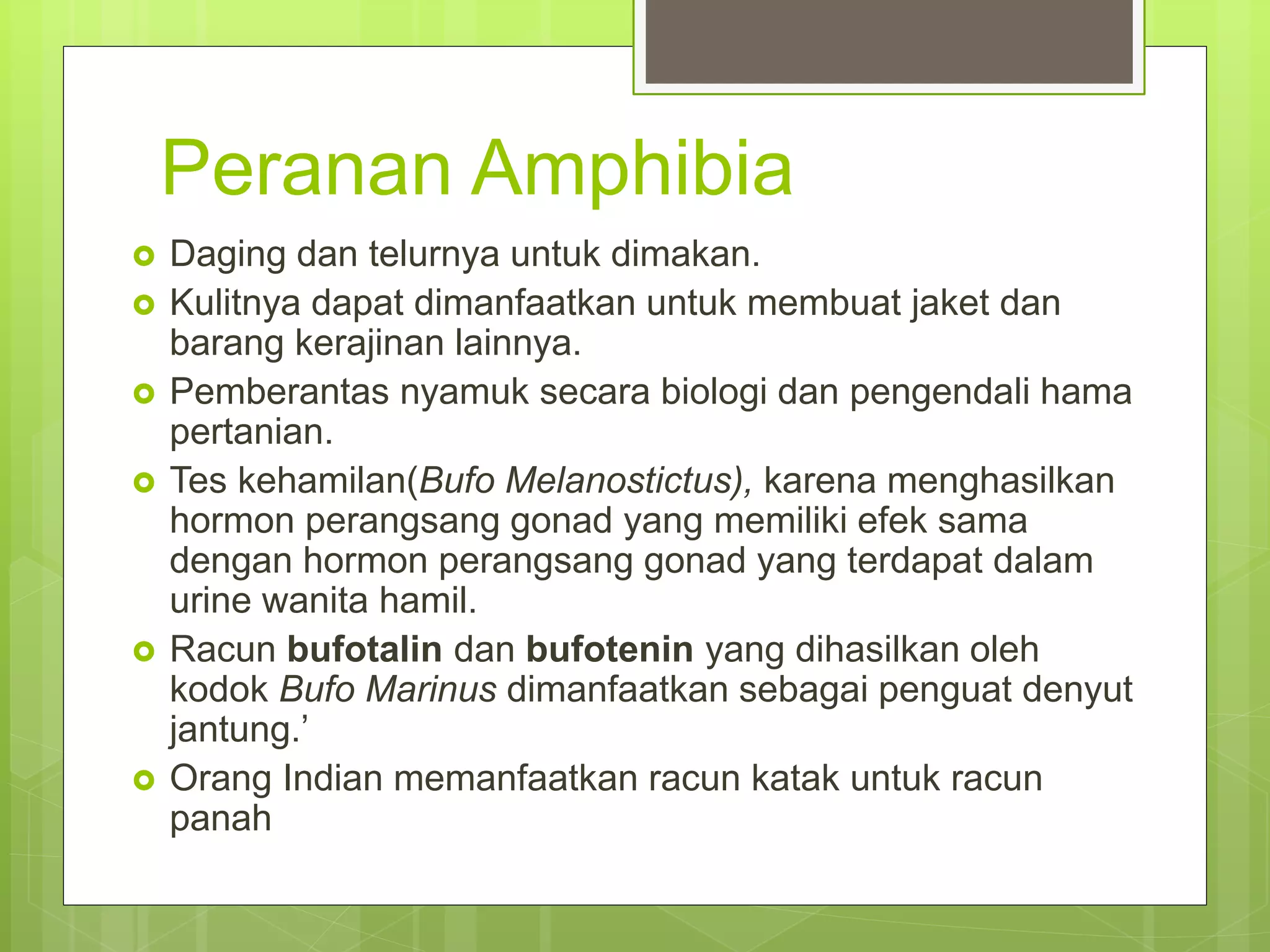 Amphibi | PPTX