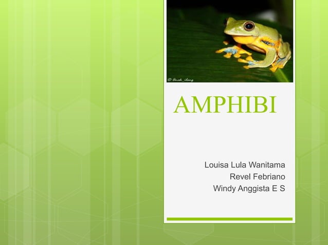 Amphibi | PPT