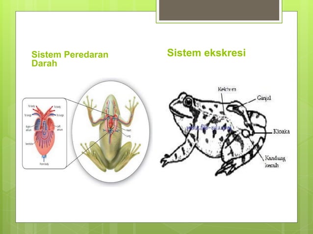 Amphibi | PPT