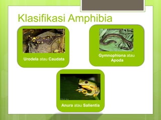 Amphibi | PPT