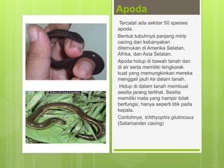 Amphibi | PPTX
