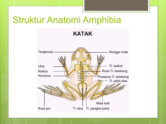Amphibi | PPT