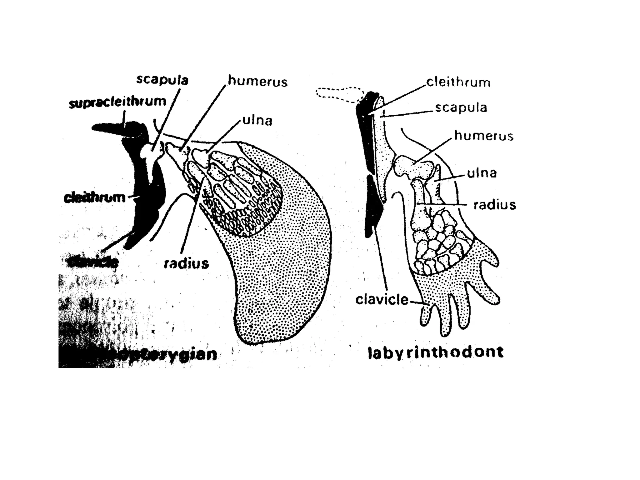 Amphibia class | PPT