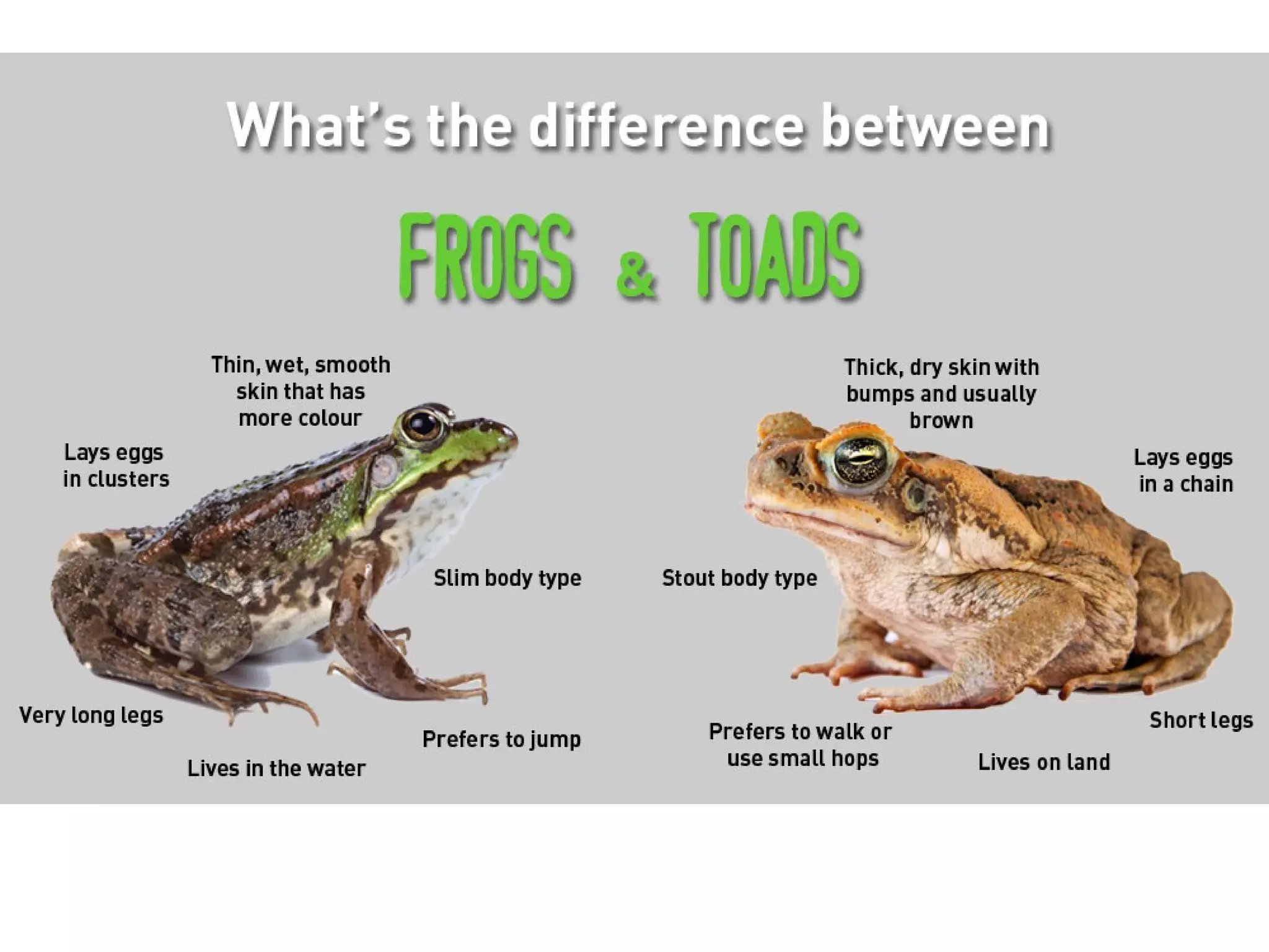 Amphibia class | PPT