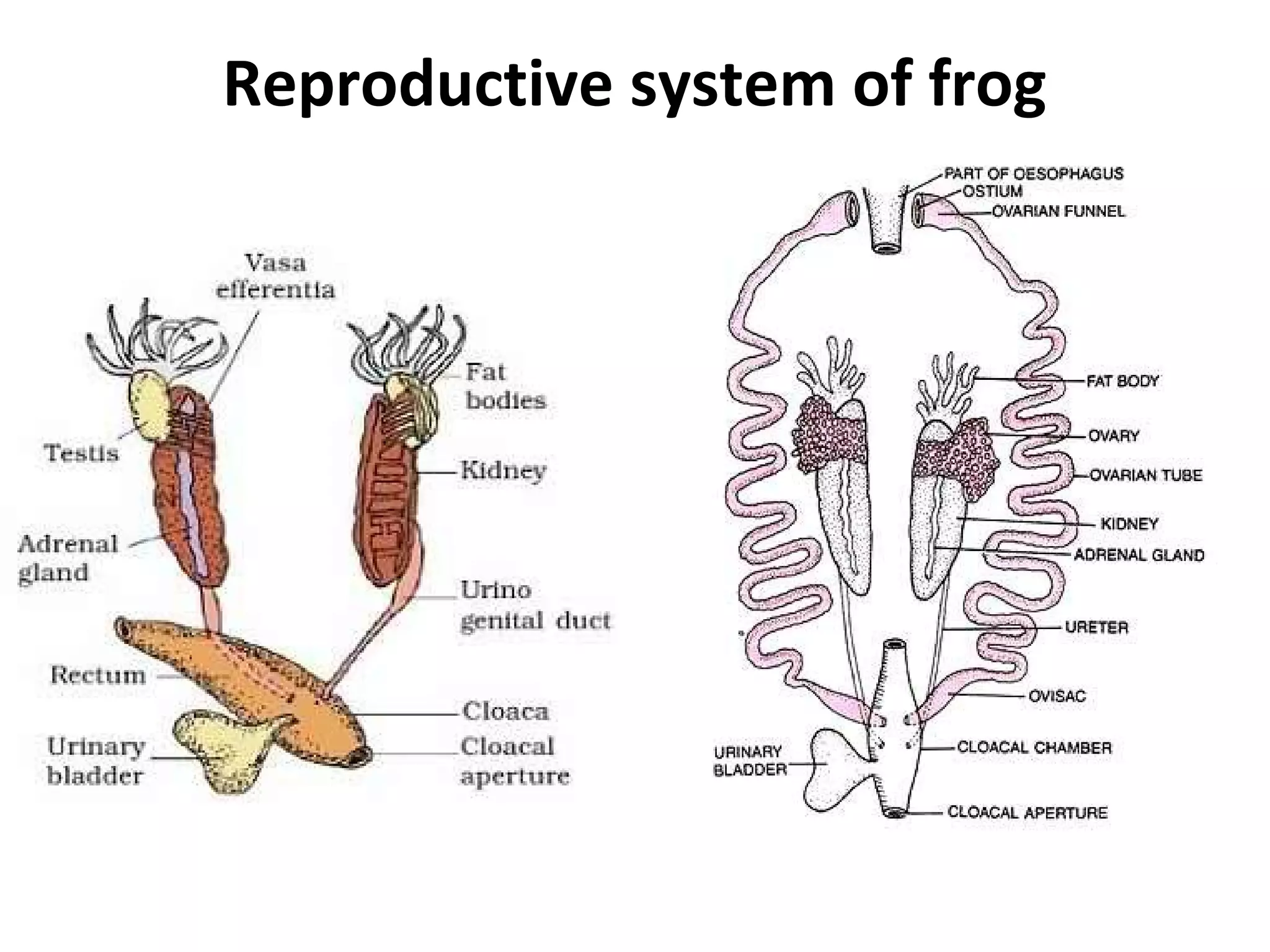 Amphibia class | PPT