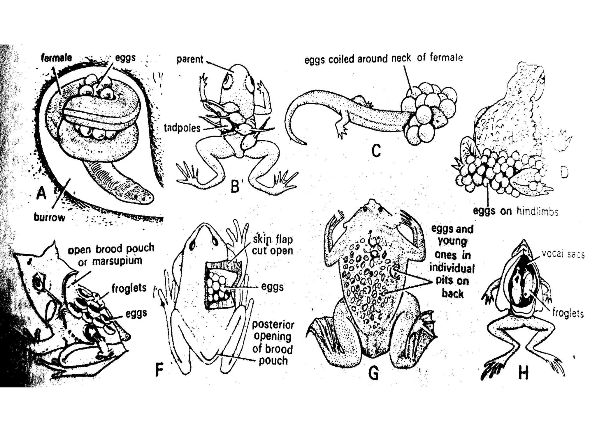 Amphibia class | PPT