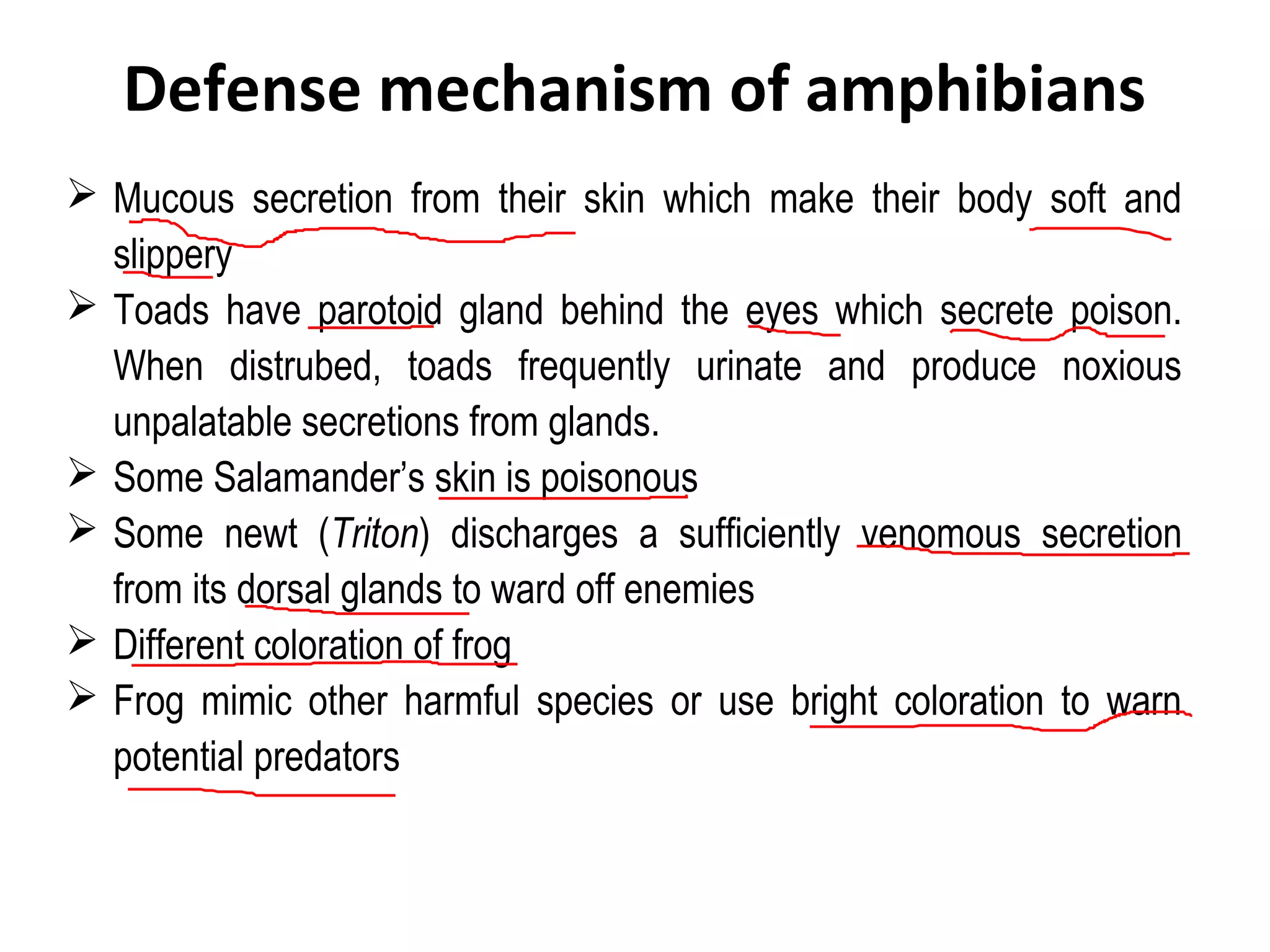 Amphibia class | PPT