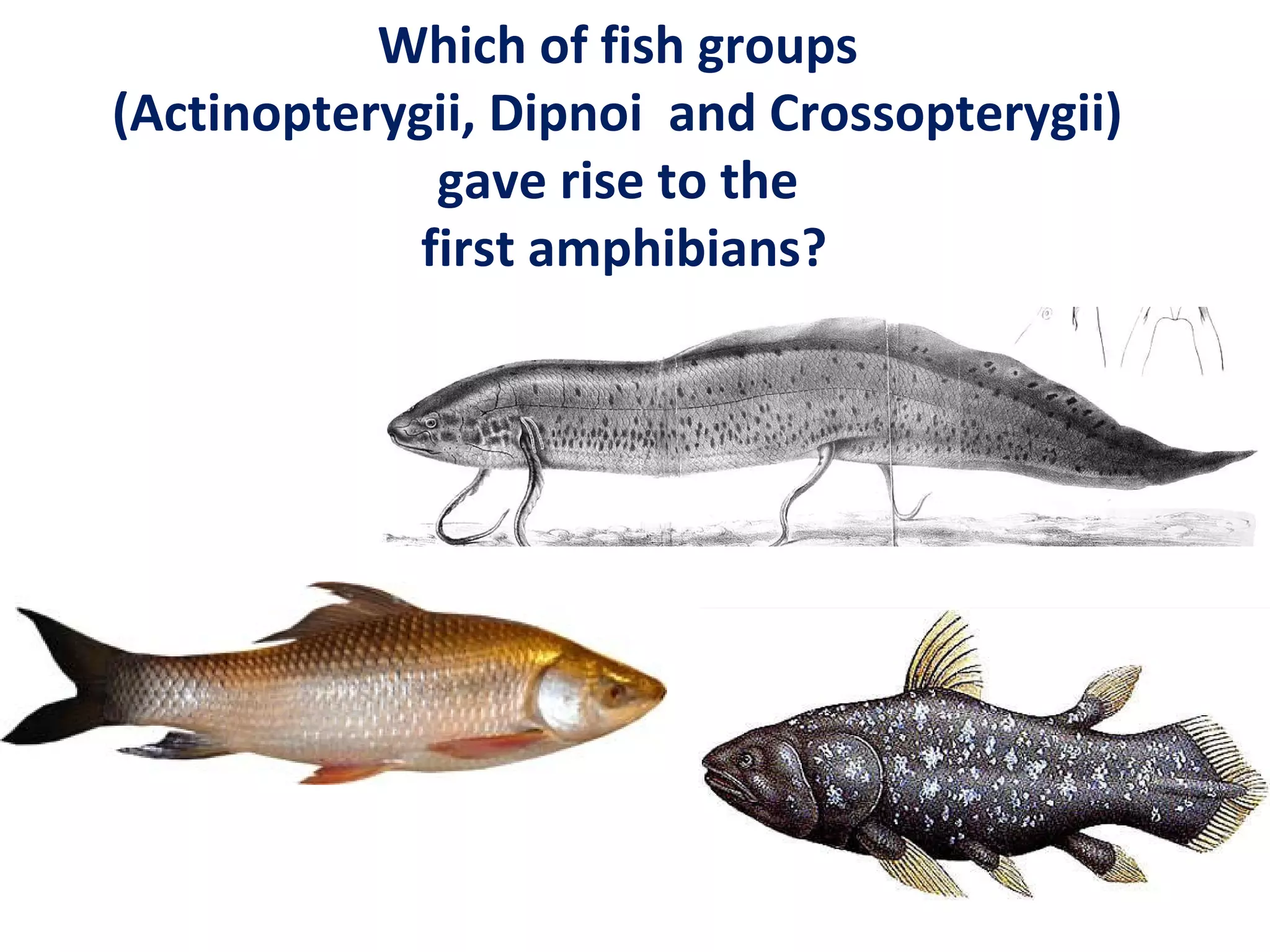 Amphibia class | PPT