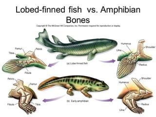 Amphibia class | PPT