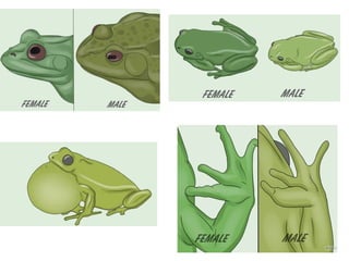 Amphibia class | PPT