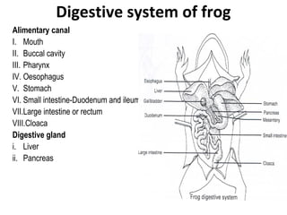 Amphibia class | PPT