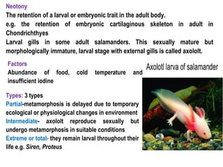 Amphibia class | PPT