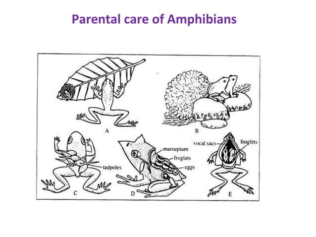 Amphibia class | PPT