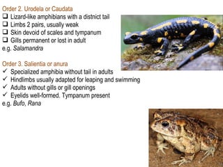 Amphibia class | PPT