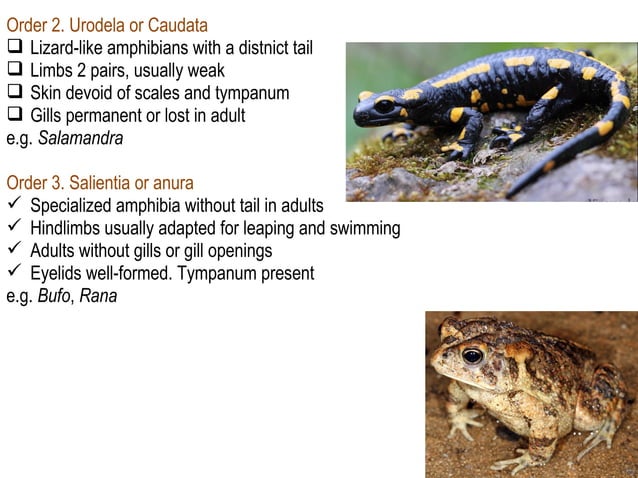 Amphibia class | PPT