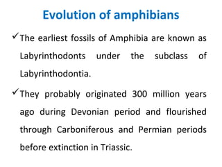 Amphibia class | PPT