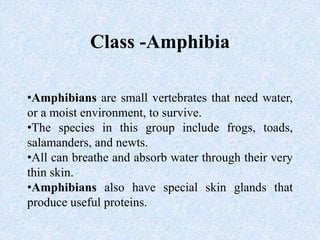 Amphibia.pptx | Fish and Aquariums | Pets