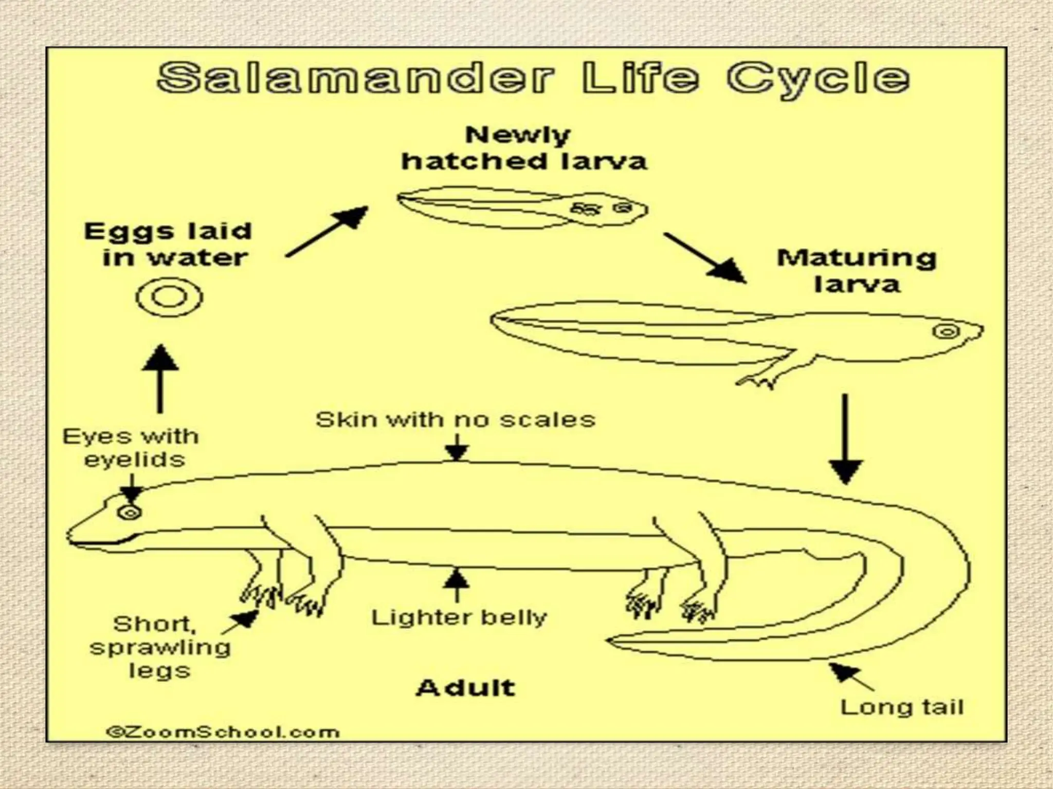 Amphibia.pptx | Biological Sciences | Science