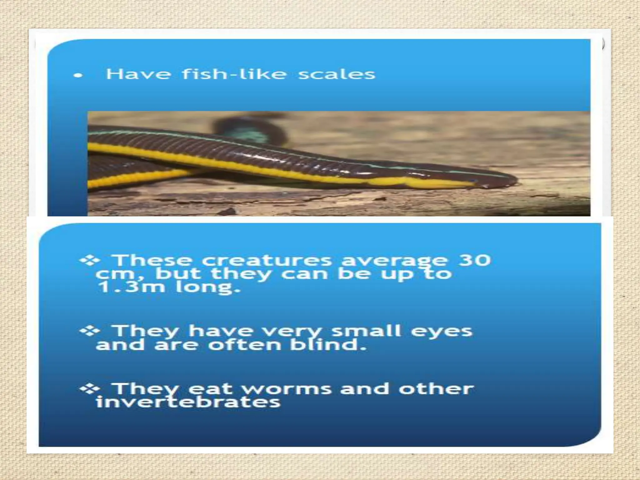 Amphibia.pptx | Biological Sciences | Science