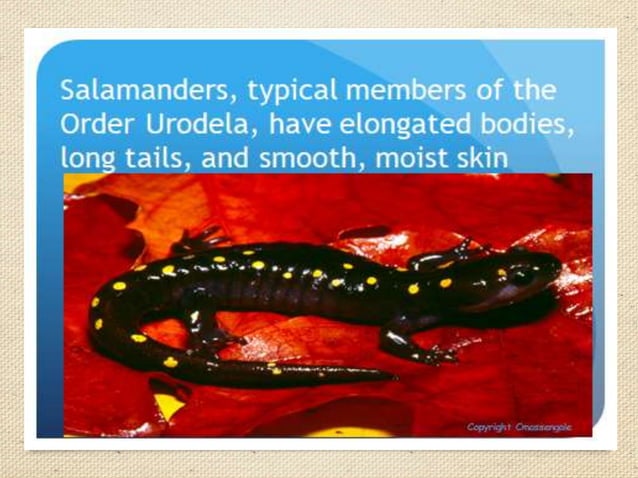 Amphibia.pptx | Biological Sciences | Science