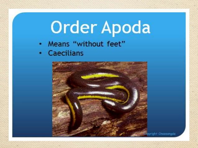 Amphibia.pptx | Biological Sciences | Science