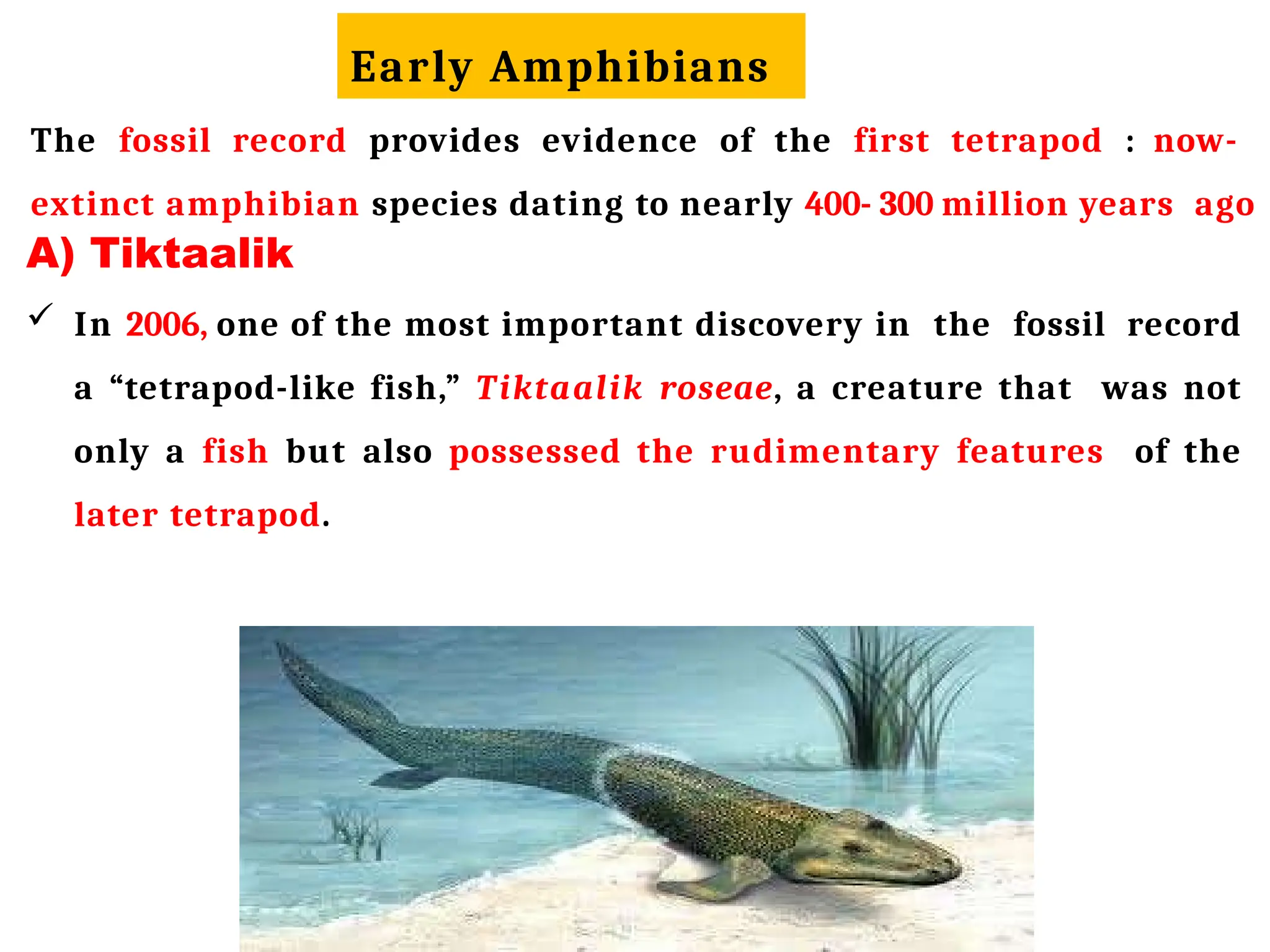 Amphibia --General characteristics .pptx