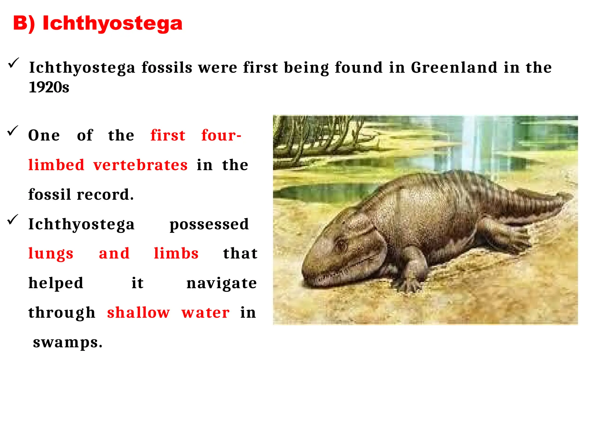 Amphibia --General characteristics .pptx