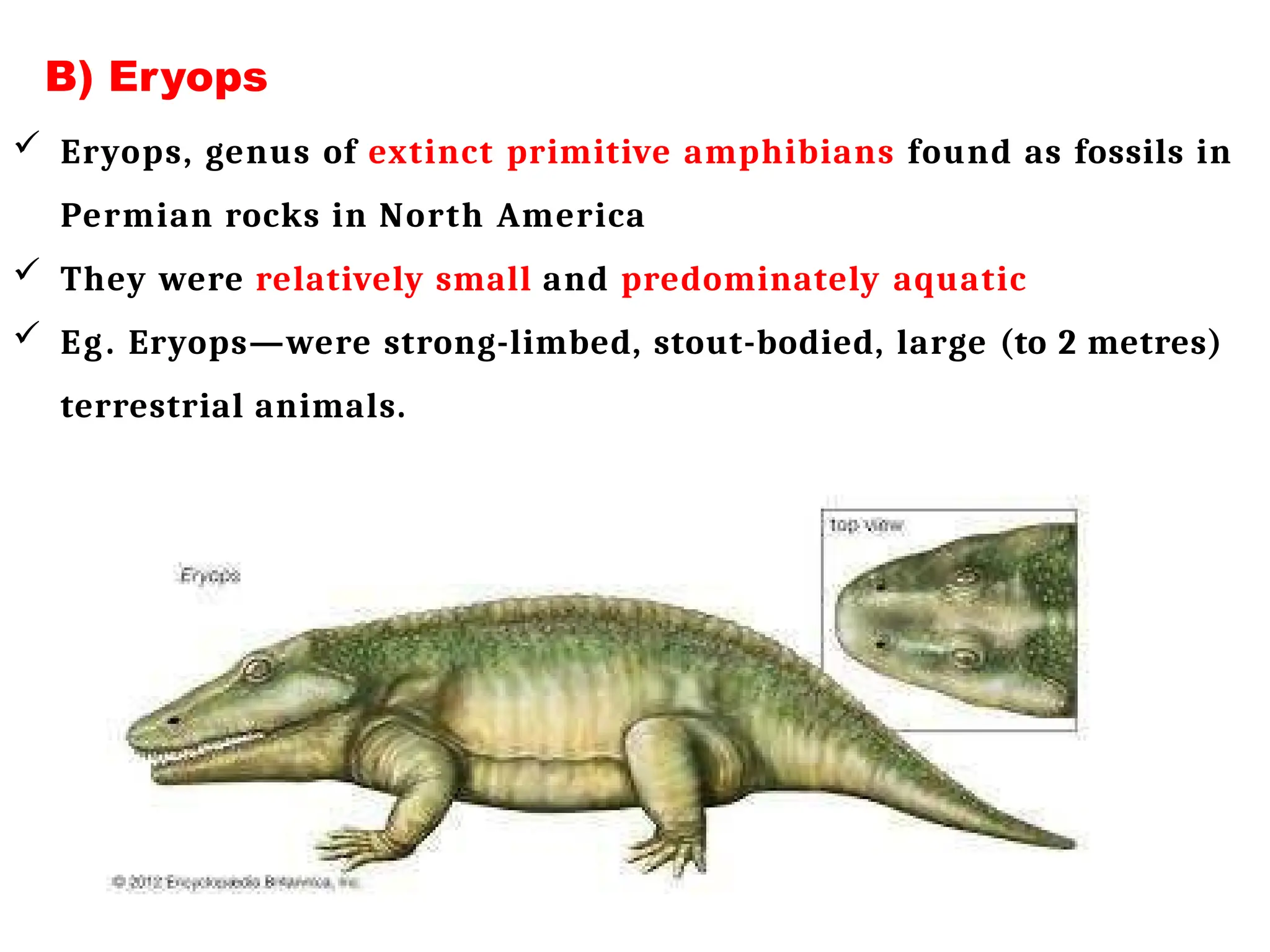 Amphibia --General characteristics .pptx