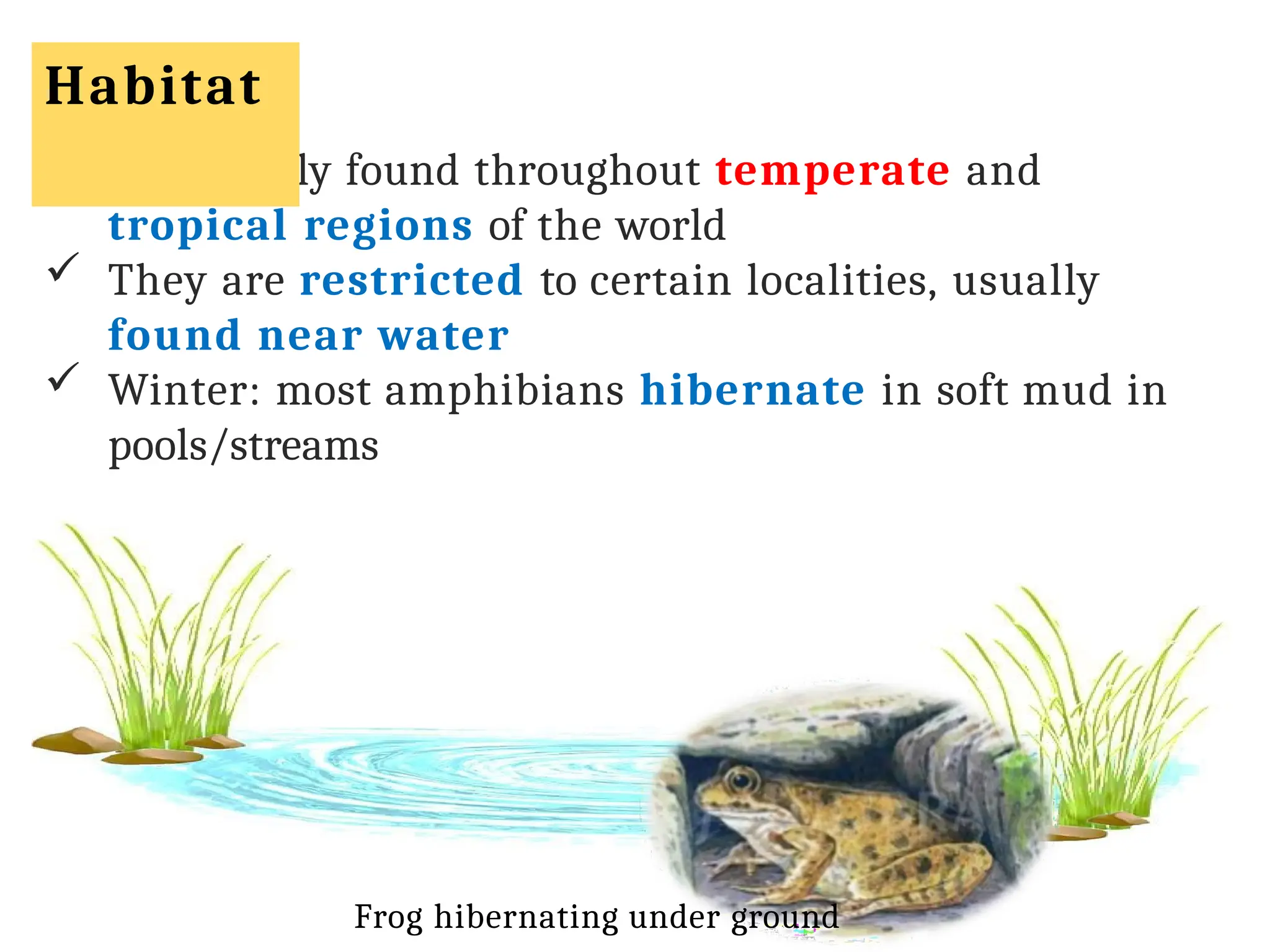 Amphibia --General characteristics .pptx