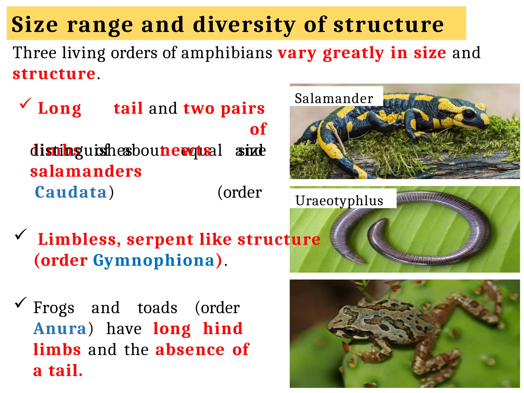 Amphibia --General characteristics .pptx