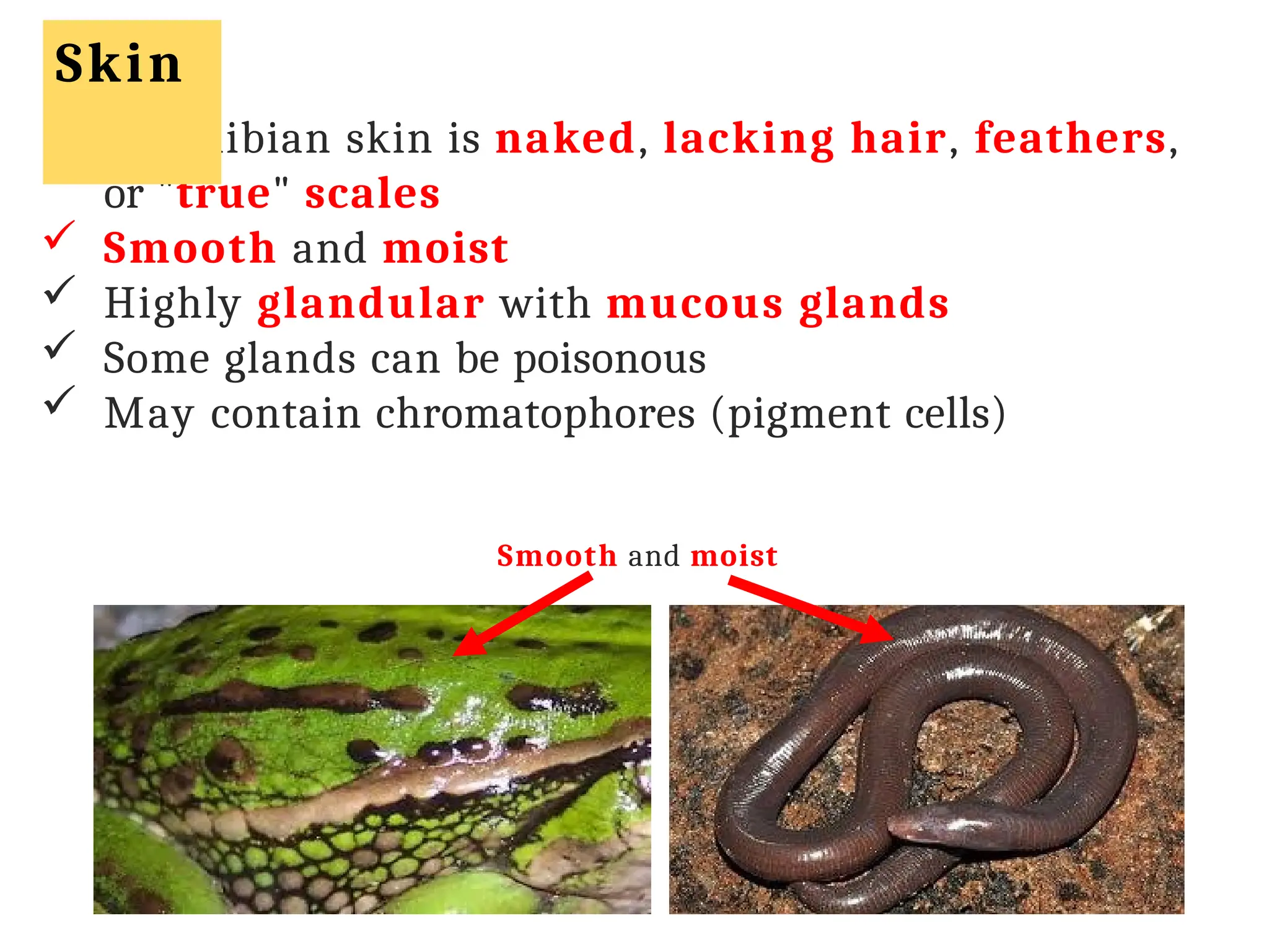 Amphibia --General characteristics .pptx