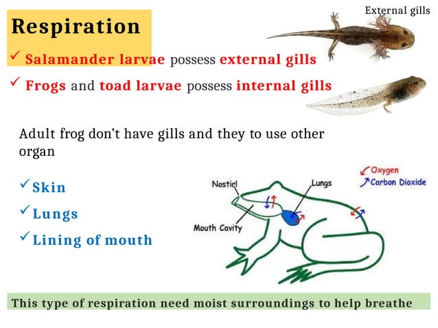 Amphibia --General characteristics .pptx | Reptiles | Pets
