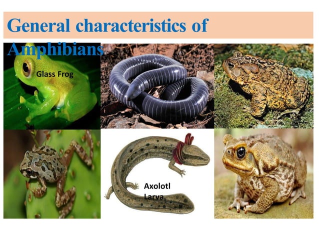 Amphibia --General characteristics .pptx | Reptiles | Pets