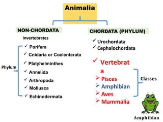 Amphibia --General characteristics .pptx
