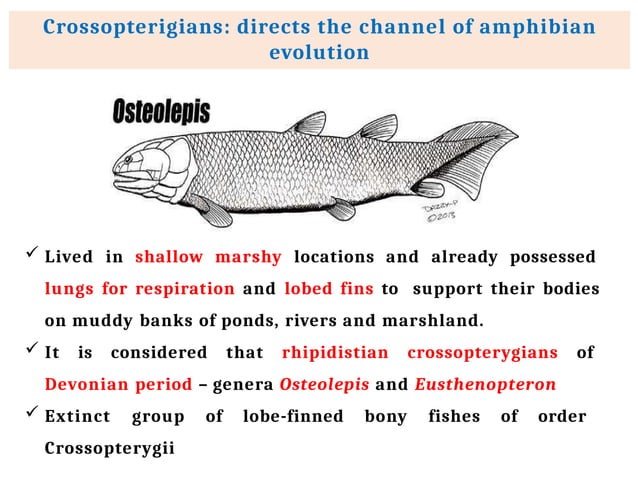 Amphibia --General characteristics .pptx | Reptiles | Pets