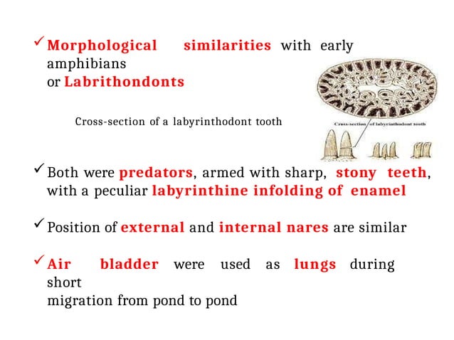 Amphibia --General characteristics .pptx | Reptiles | Pets