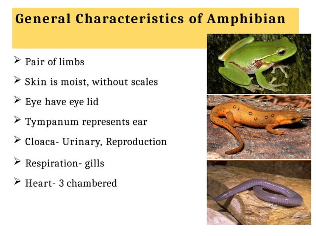 Amphibia --General characteristics .pptx | Reptiles | Pets