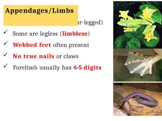 Amphibia --General characteristics .pptx