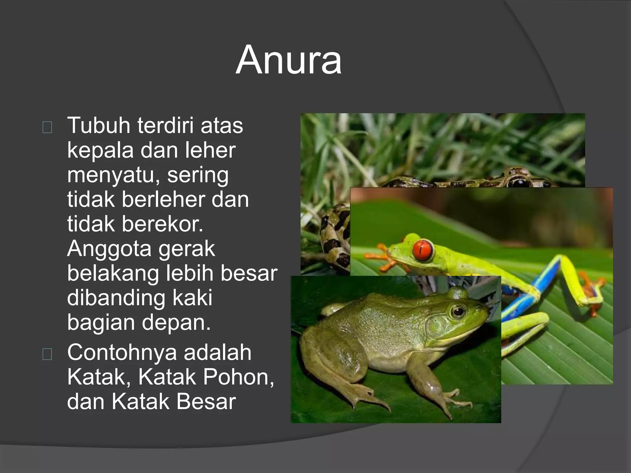 Amphibia (Binatang Amphibi) | PPTX