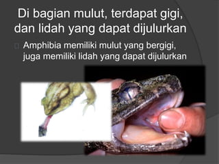 Amphibia (Binatang Amphibi) | PPTX
